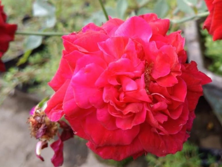 75+ Gambar Bunga Cantik, Aesthetic, Alam, HD untuk Wallpaper