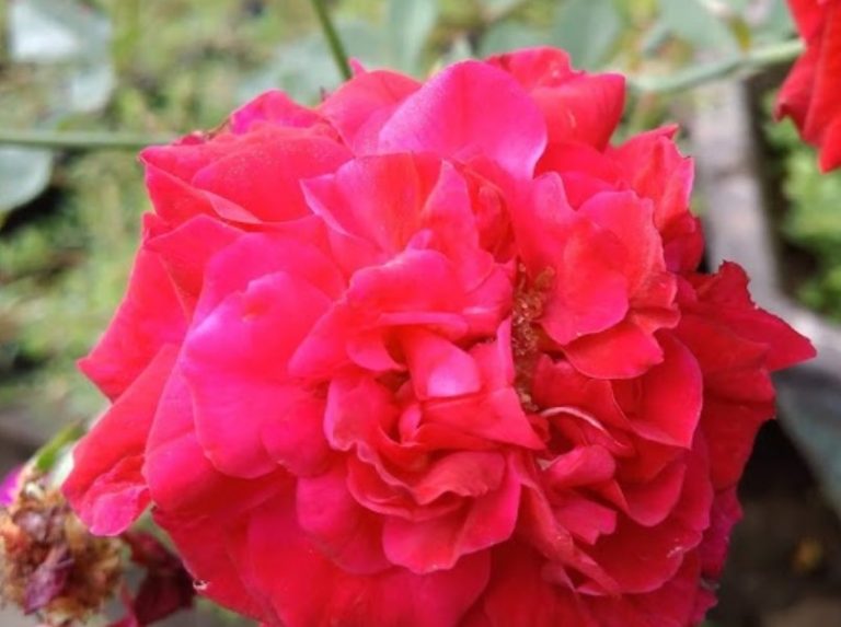 75+ Gambar Bunga Cantik, Aesthetic, Alam, HD untuk Wallpaper