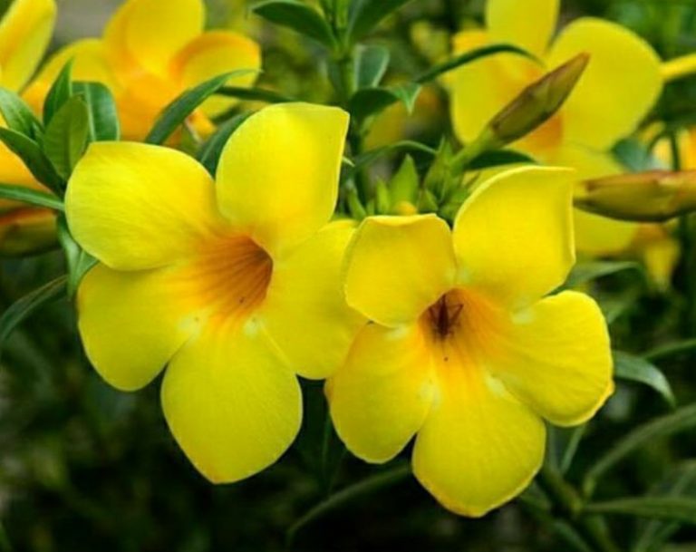 75+ Gambar Bunga Cantik, Indah, Bagus, Comel (Foto, Wallpaper, HD)