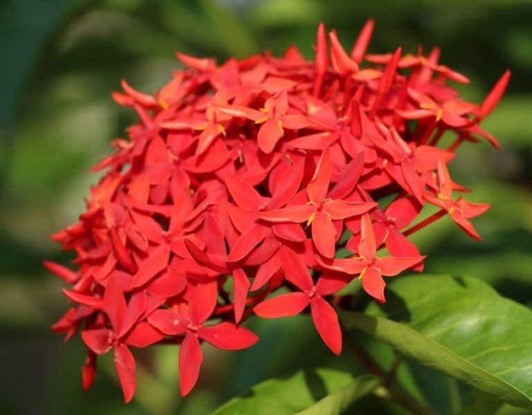 75+ Gambar Bunga Cantik, Indah, Bagus, Comel (Foto, Wallpaper, HD)