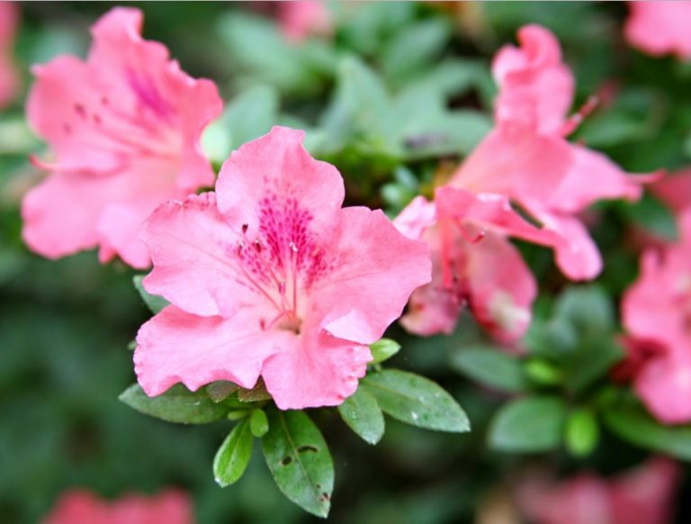 75+ Gambar Bunga Cantik, Aesthetic, Alam, HD untuk Wallpaper