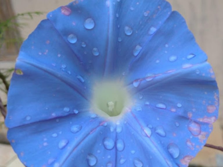 75+ Gambar Bunga Cantik, Aesthetic, Alam, HD untuk Wallpaper