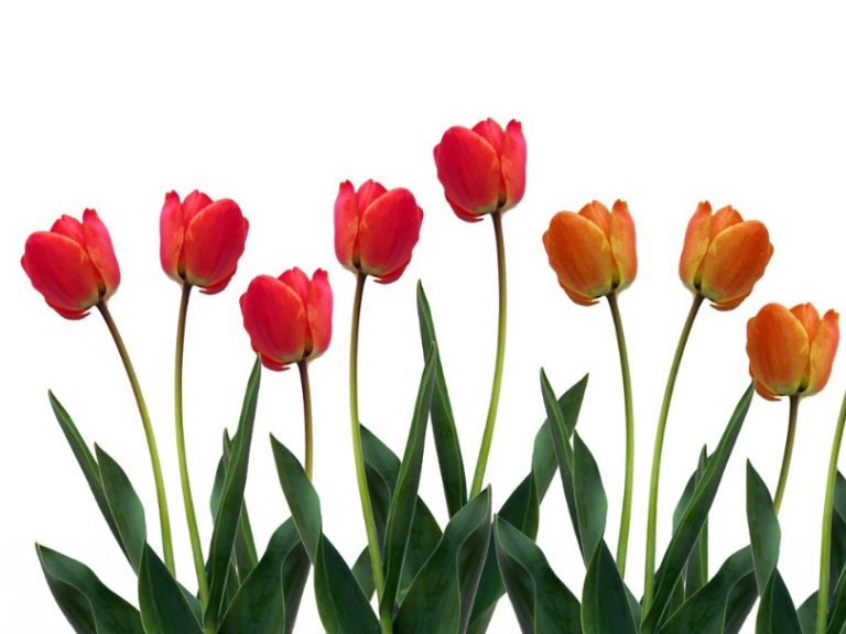 75+ Gambar Bunga Cantik, Aesthetic, Alam, HD untuk Wallpaper