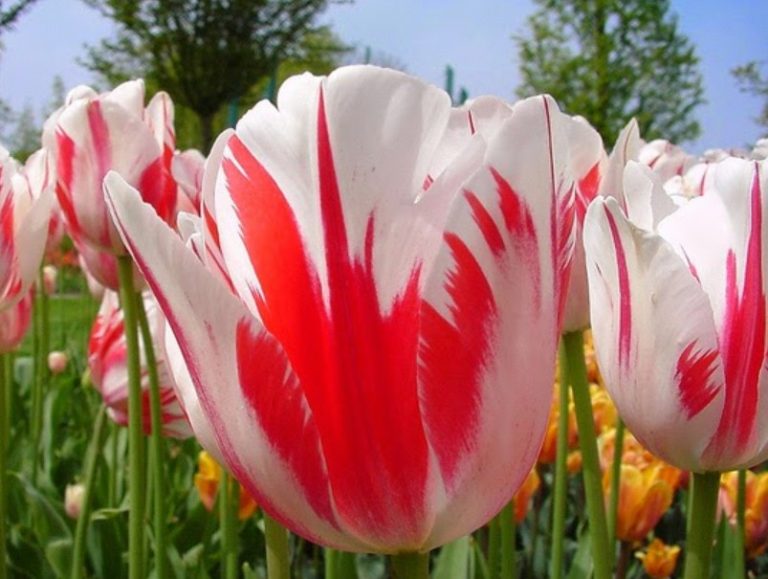 75+ Gambar Bunga Cantik, Aesthetic, Alam, HD untuk Wallpaper