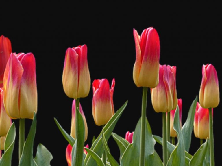 75+ Gambar Bunga Cantik, Aesthetic, Alam, HD untuk Wallpaper