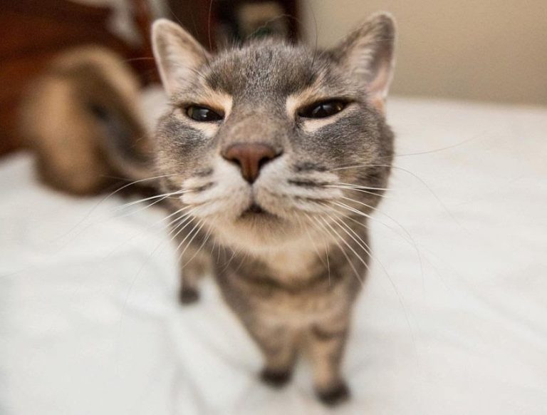 50+ Foto dan Gambar Lucu Gokil Kocak Bikin Ngakak (Terbaru 2019)