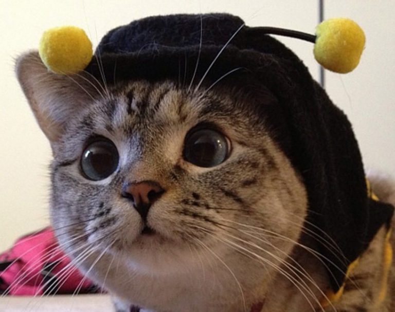 100+ Gambar Lucu, Gokil, Kocak Bikin Ngakak Obat Anti Galau