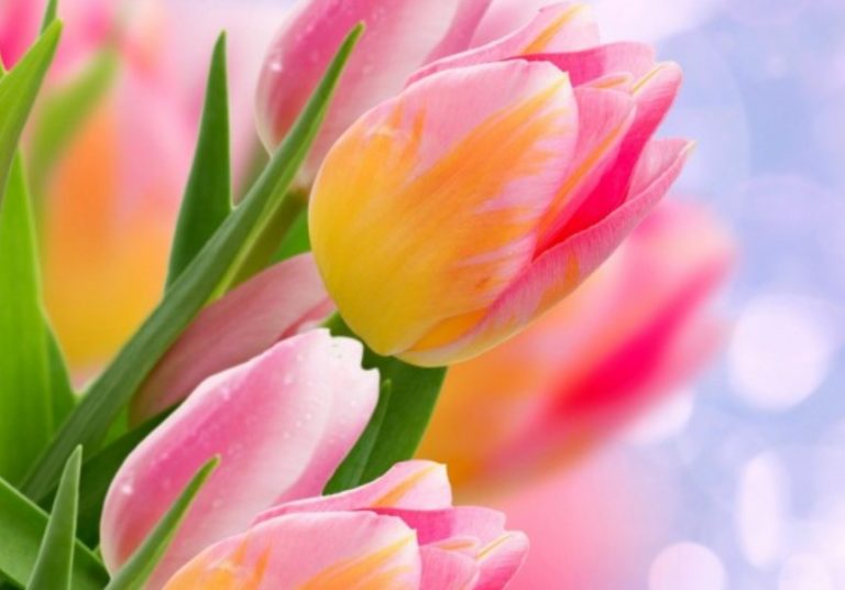 75+ Gambar Bunga Cantik, Indah, Bagus, Comel (Foto, Wallpaper, HD)