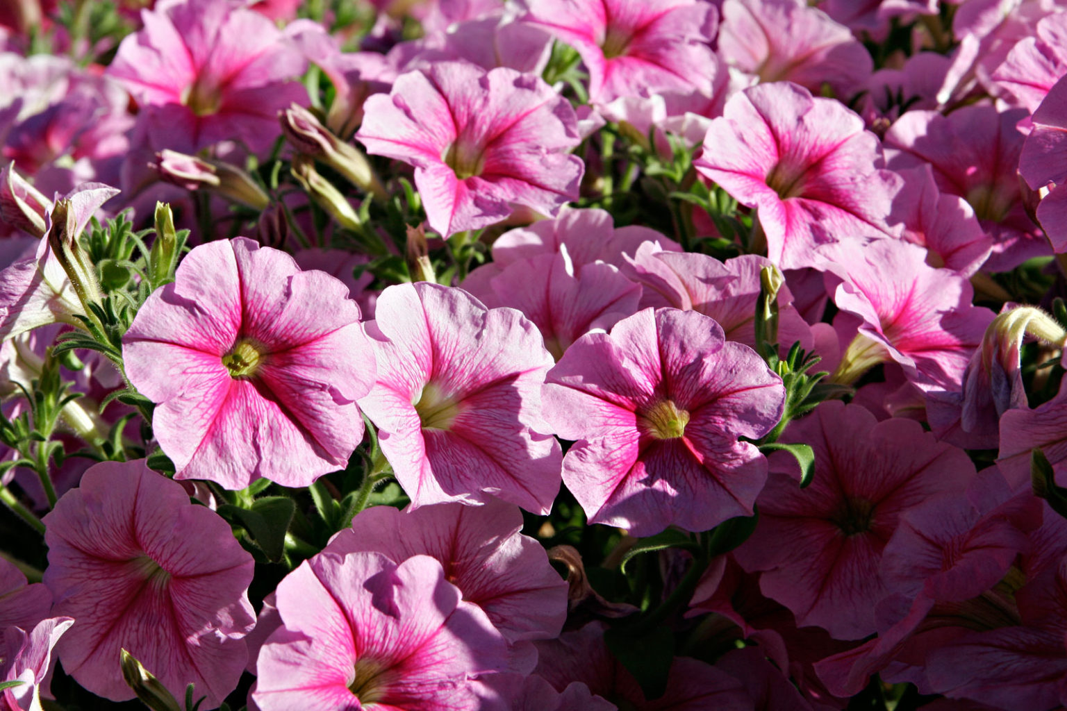 75+ Gambar Bunga Cantik, Indah, Bagus, Comel (Foto, Wallpaper, HD)